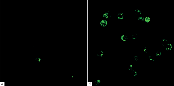 Визуализация клеток KB ( а ) и J774 ( б ), обработанных моноклональными ...
