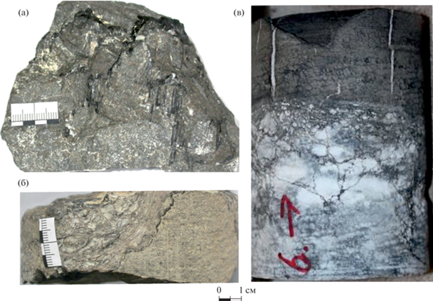 В солевых отложениях находятся столбчато-зубчатые стилолитовые швы ...