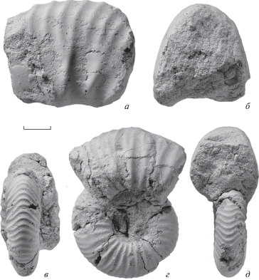 Палеонтологический журнал. Номер 3, 2021